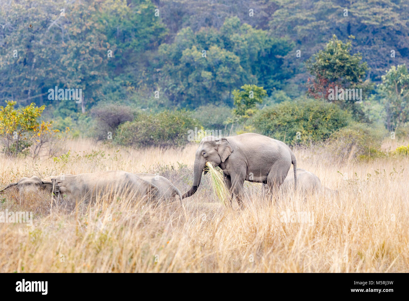 Native trees of india hi-res stock photography and images - Alamy