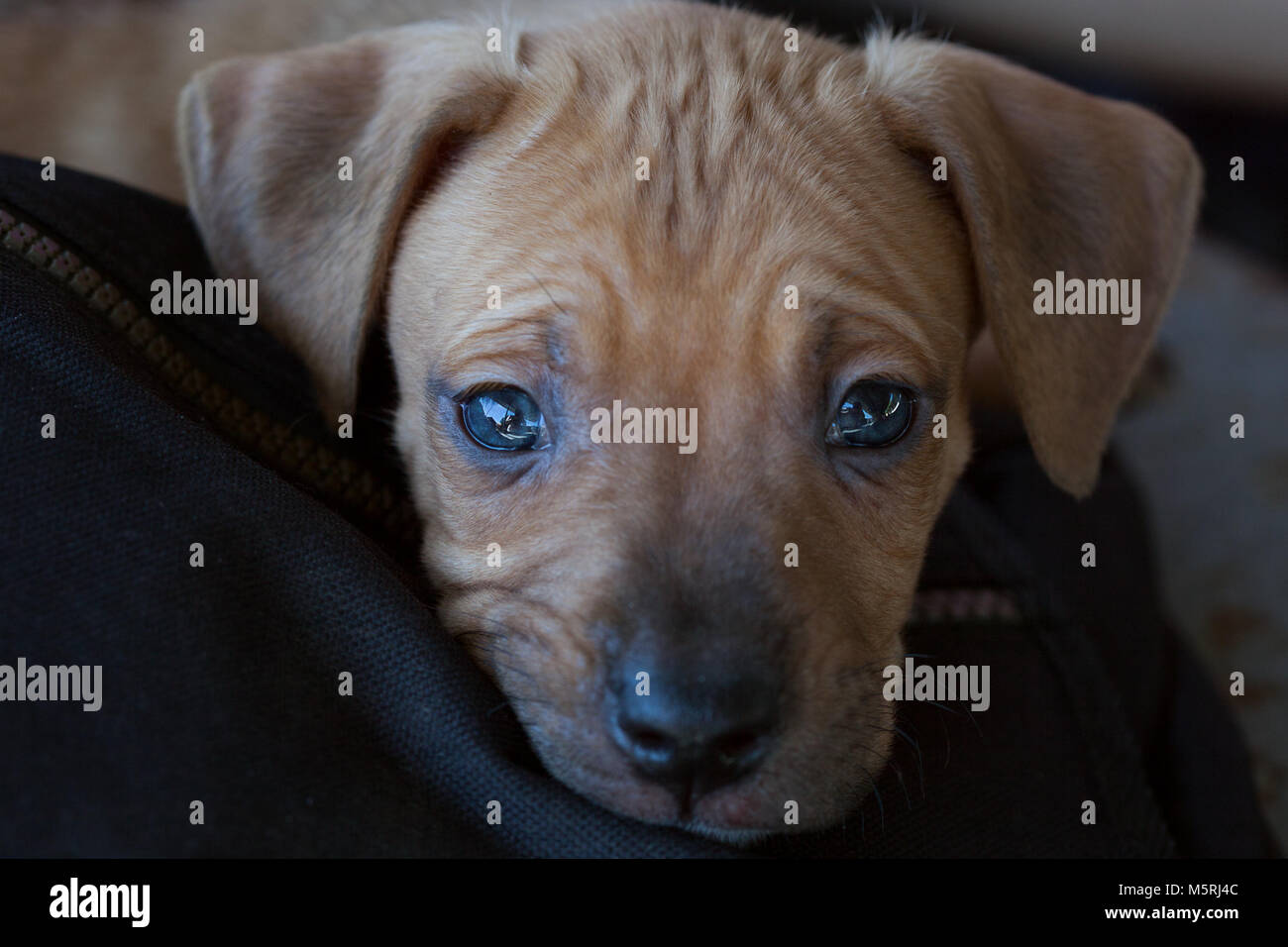 Portrait of a small cute puppy close up Stock Photo - Alamy