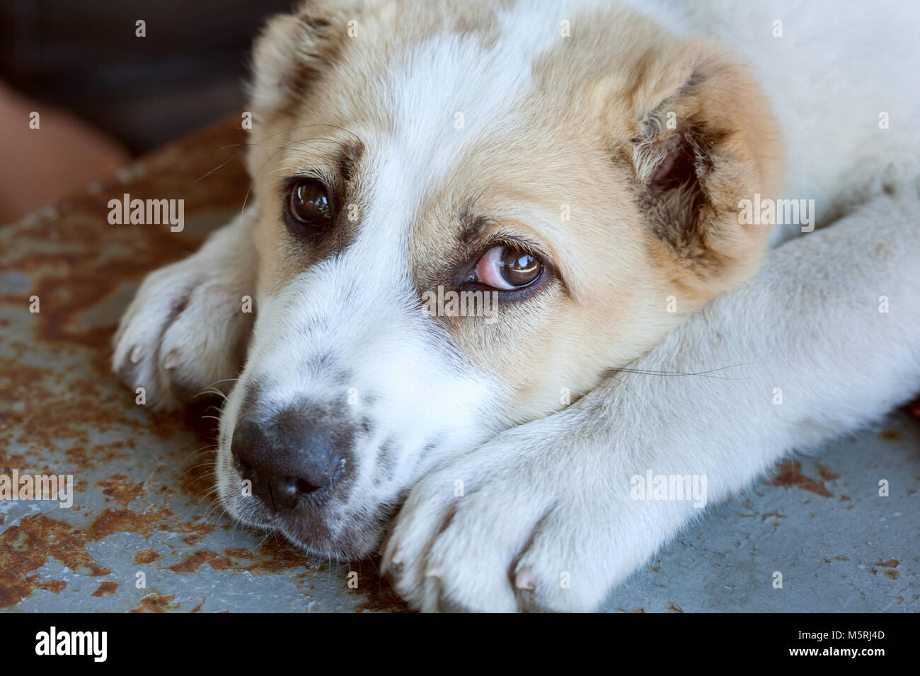 Portrait of a small sad puppy close up Stock Photo - Alamy