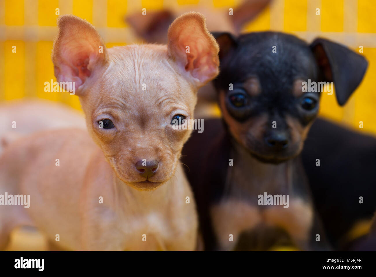 Two small cute terrier puppies close up Stock Photo - Alamy