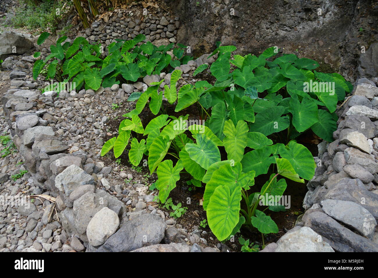 Irrigated Yam Field, Paul, Santo Antão, Cape Verde Stock Photo - Alamy
