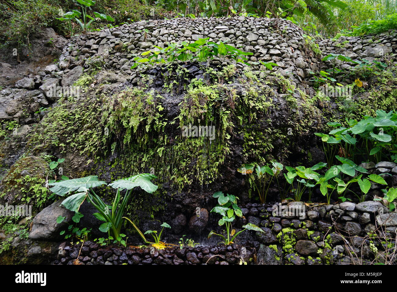 Irrigated Yam Field, Paul, Santo Antão, Cape Verde Stock Photo - Alamy
