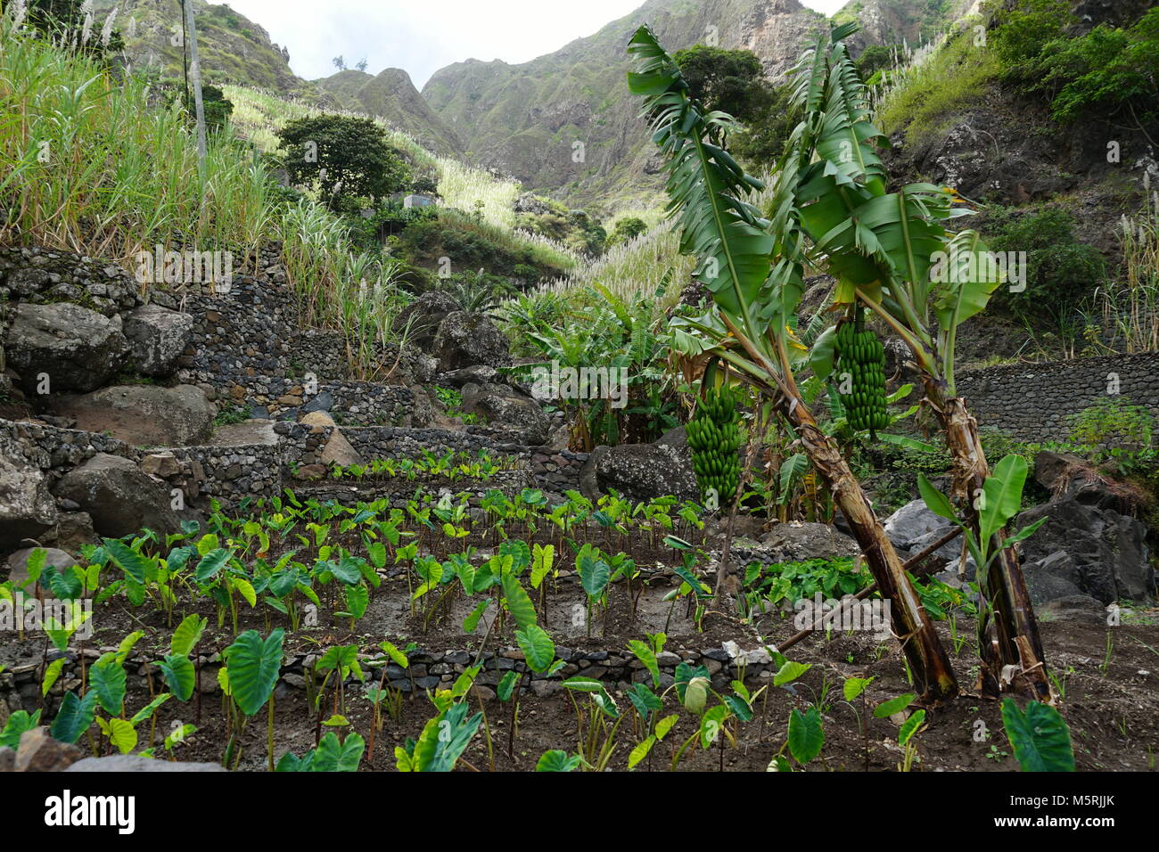 Yam Field, Paul, Santo Antão, Cape Verde Stock Photo - Alamy