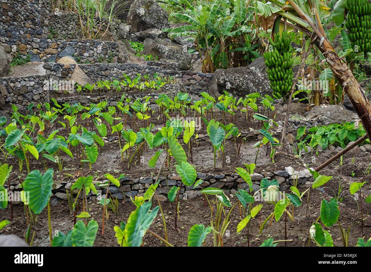 Yam Field High Resolution Stock Photography and Images - Alamy