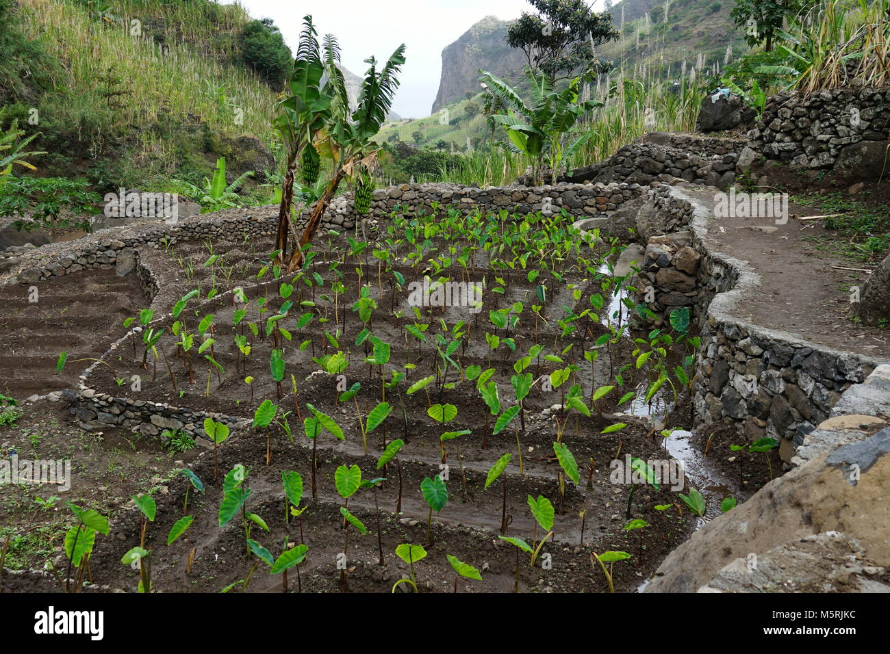 Yam field hi-res stock photography and images - Alamy