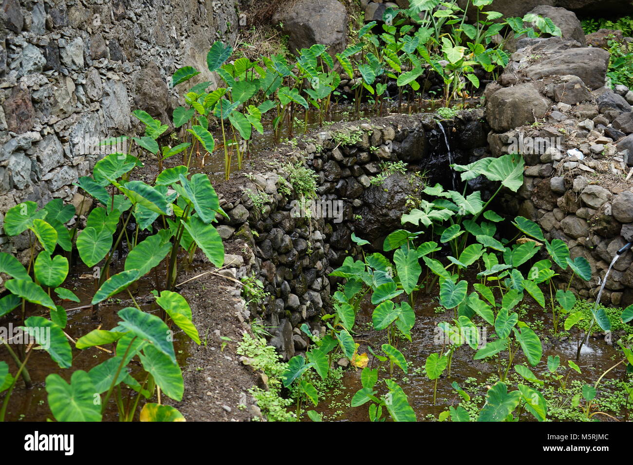 Yam, irrigation field, Valley Paul, Santo Antão, Cape Verde Stock Photo ...