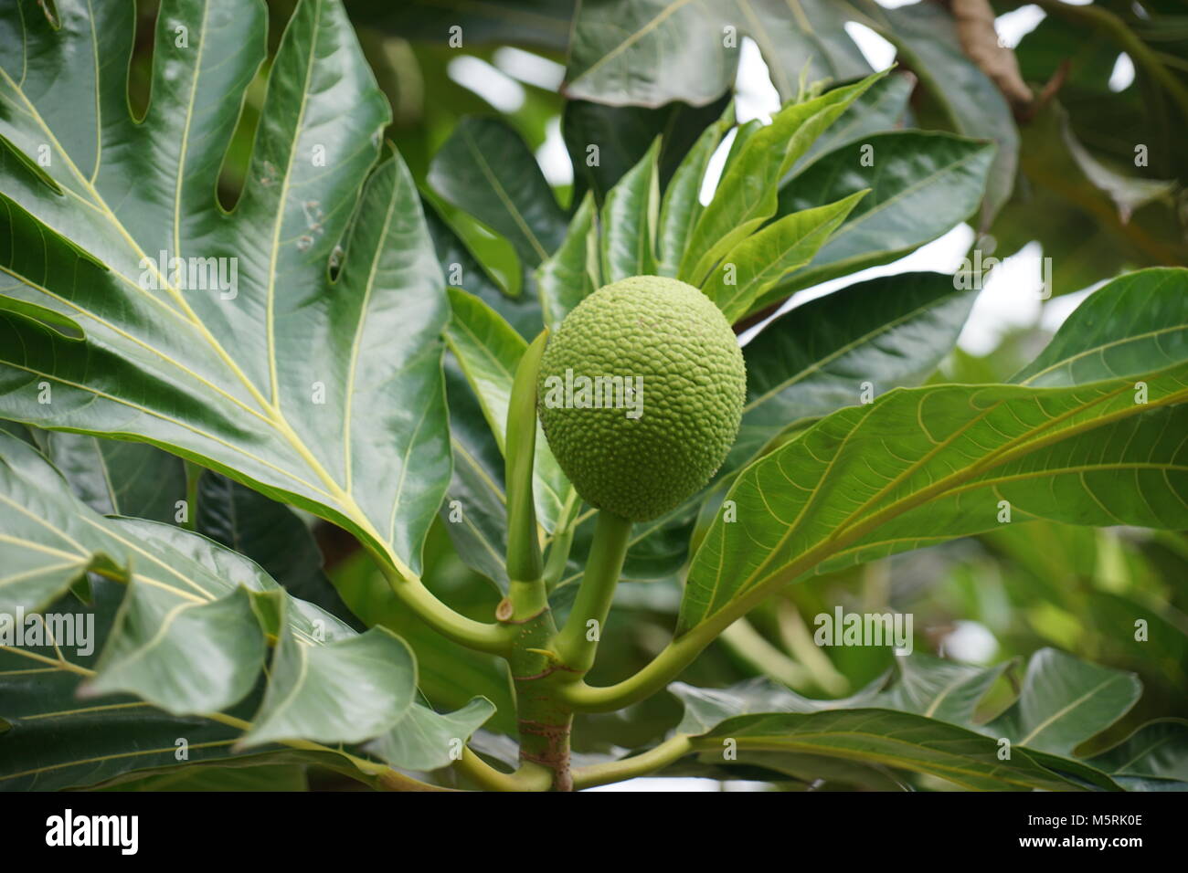 Breadfruit tree hi-res stock photography and images - Alamy