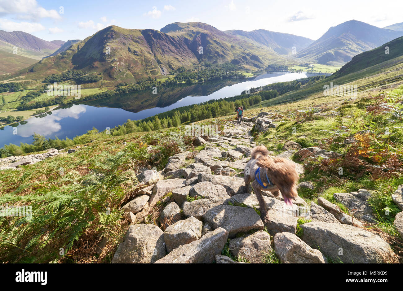 Views of Lake Buttermere on route to the summit of Red Pike with ...