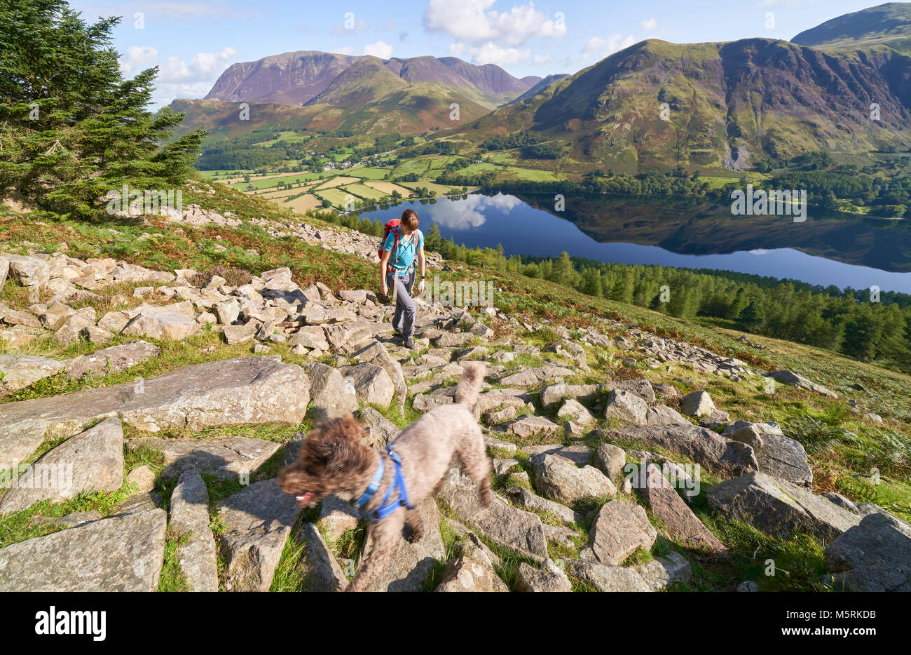 A hiker and dog on route to the summit of Red Pike with views of Lake ...