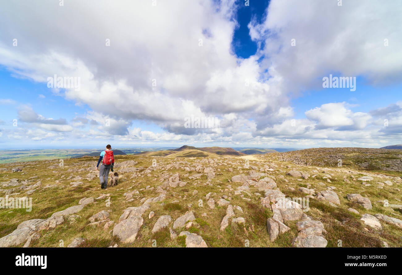 A female hiker and their dog walking off the summit of Great Borne ...