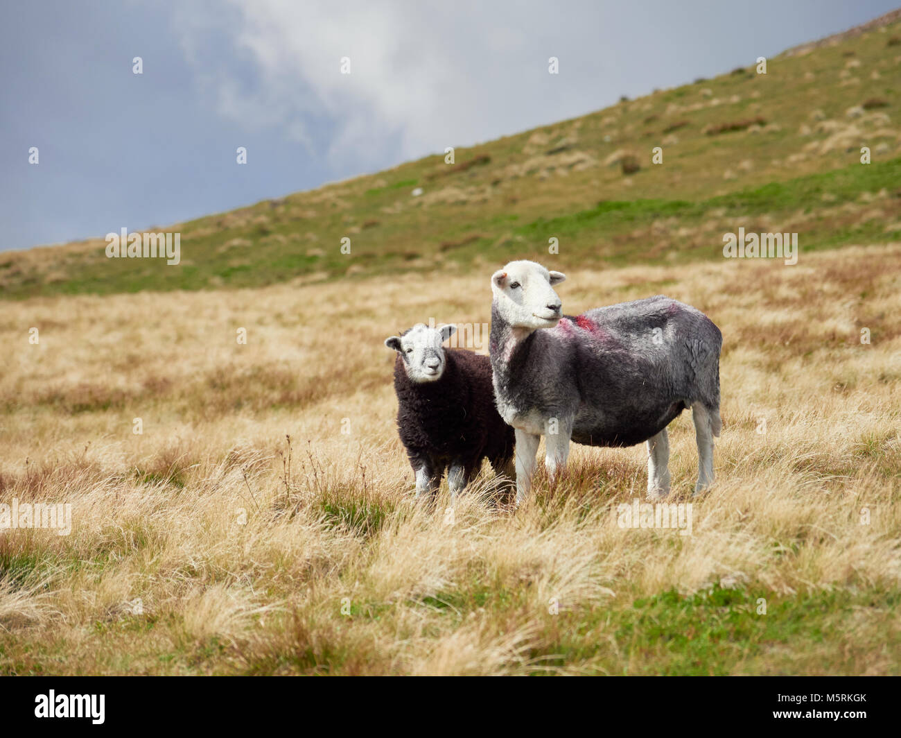 Cumbrian sheep farming hi-res stock photography and images - Alamy