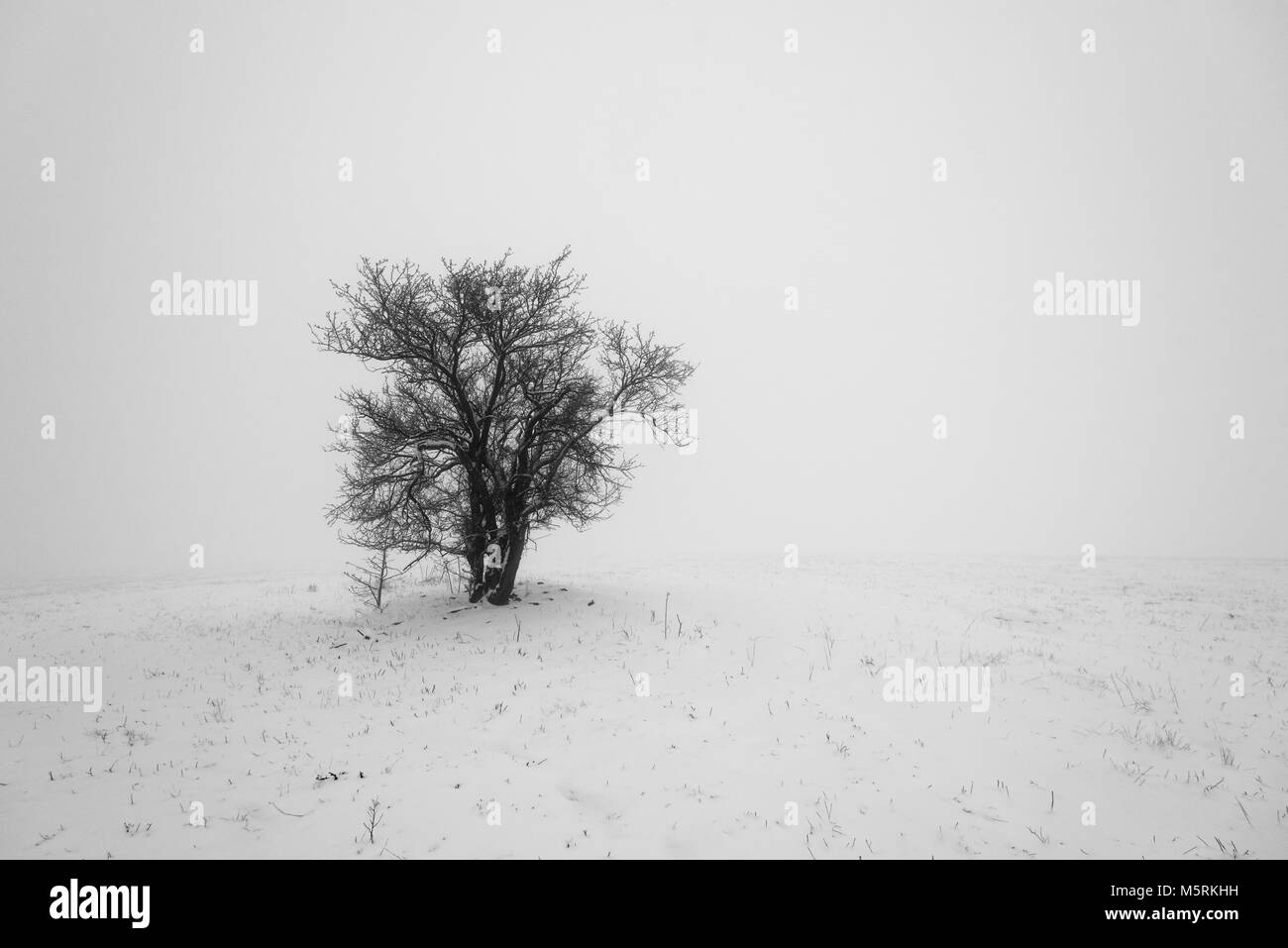frozen tree in winter landscape at fog Stock Photo - Alamy