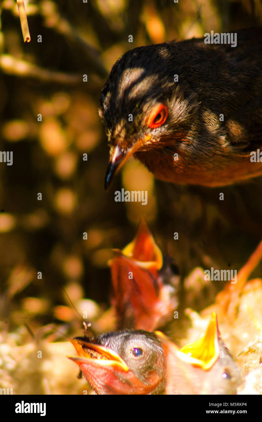 Wood Warbler Nest High Resolution Stock Photography and Images - Alamy