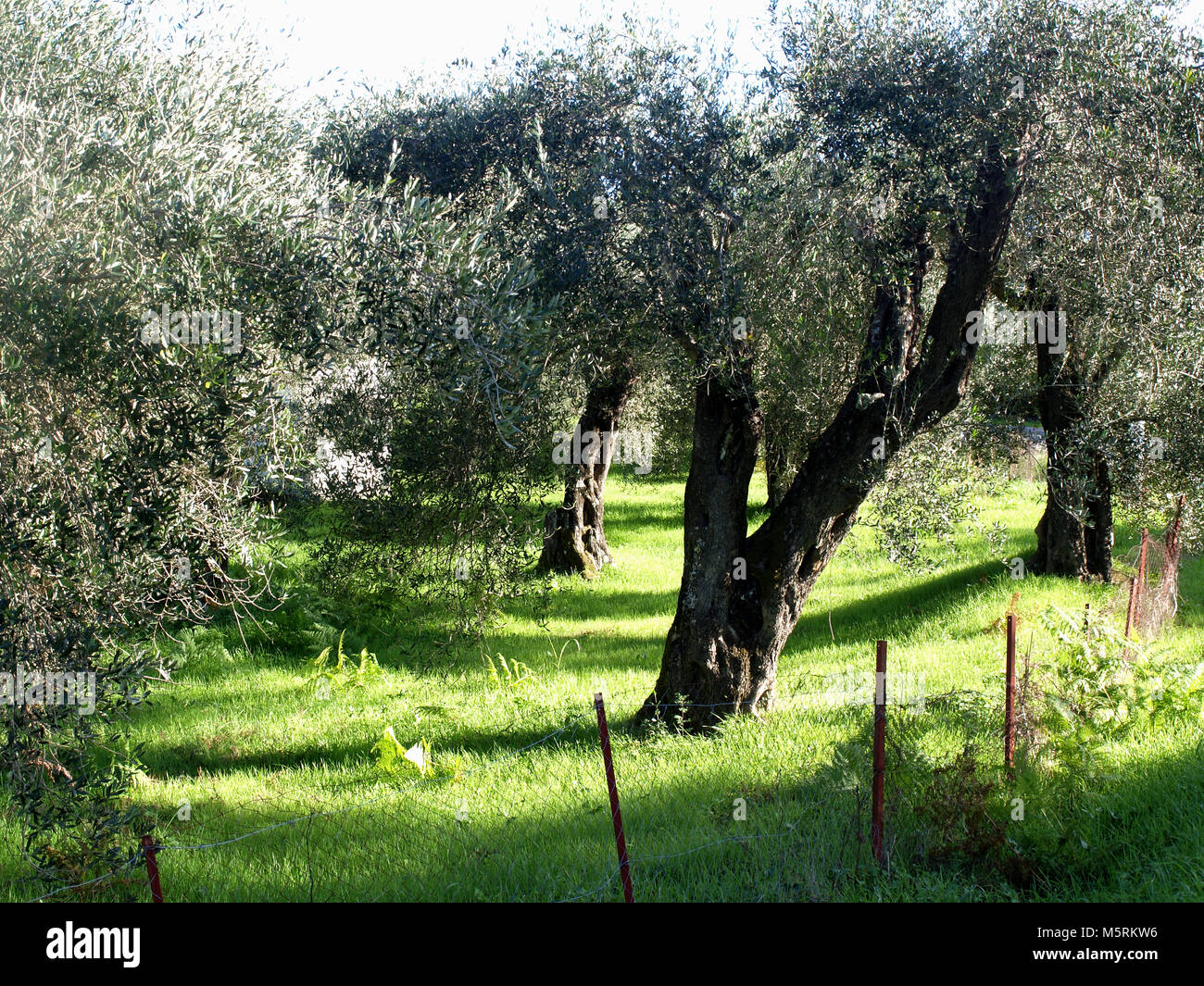Corfu olive road hi-res stock photography and images - Alamy
