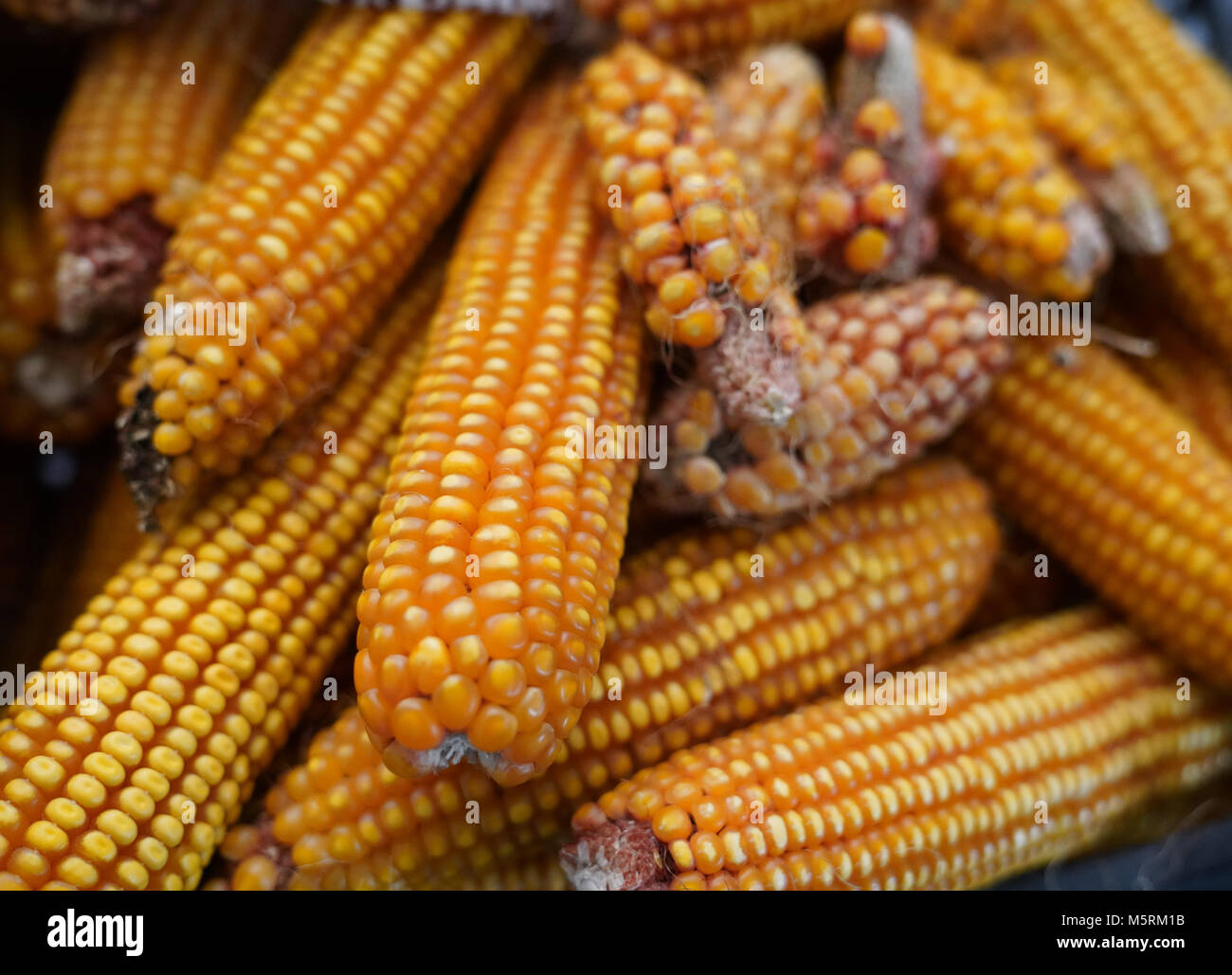 Many of dries yellow sweet corn cobs Stock Photo - Alamy