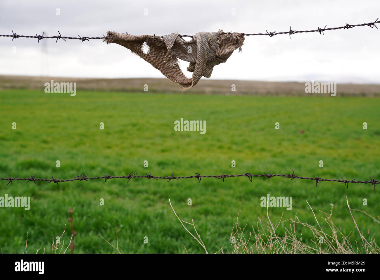 A peace of fabric on barbed wire Stock Photo - Alamy