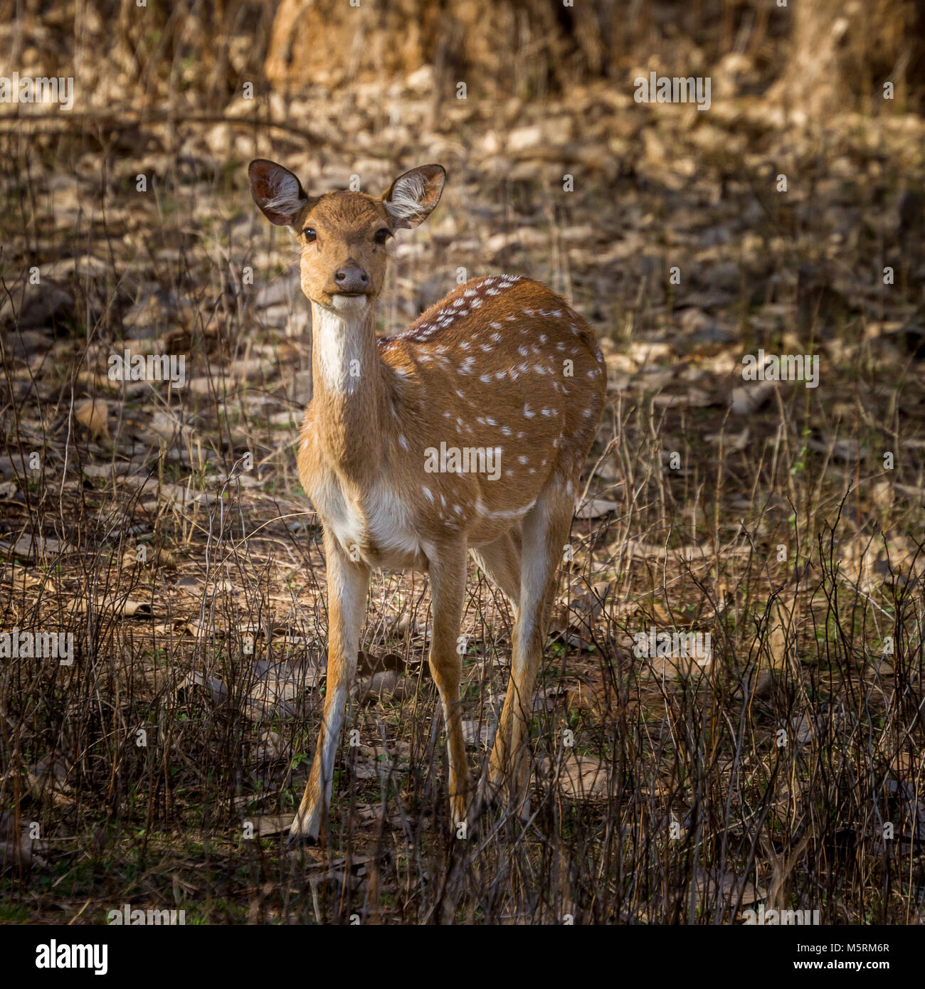 Spotted Deer in the wild India Stock Photo - Alamy