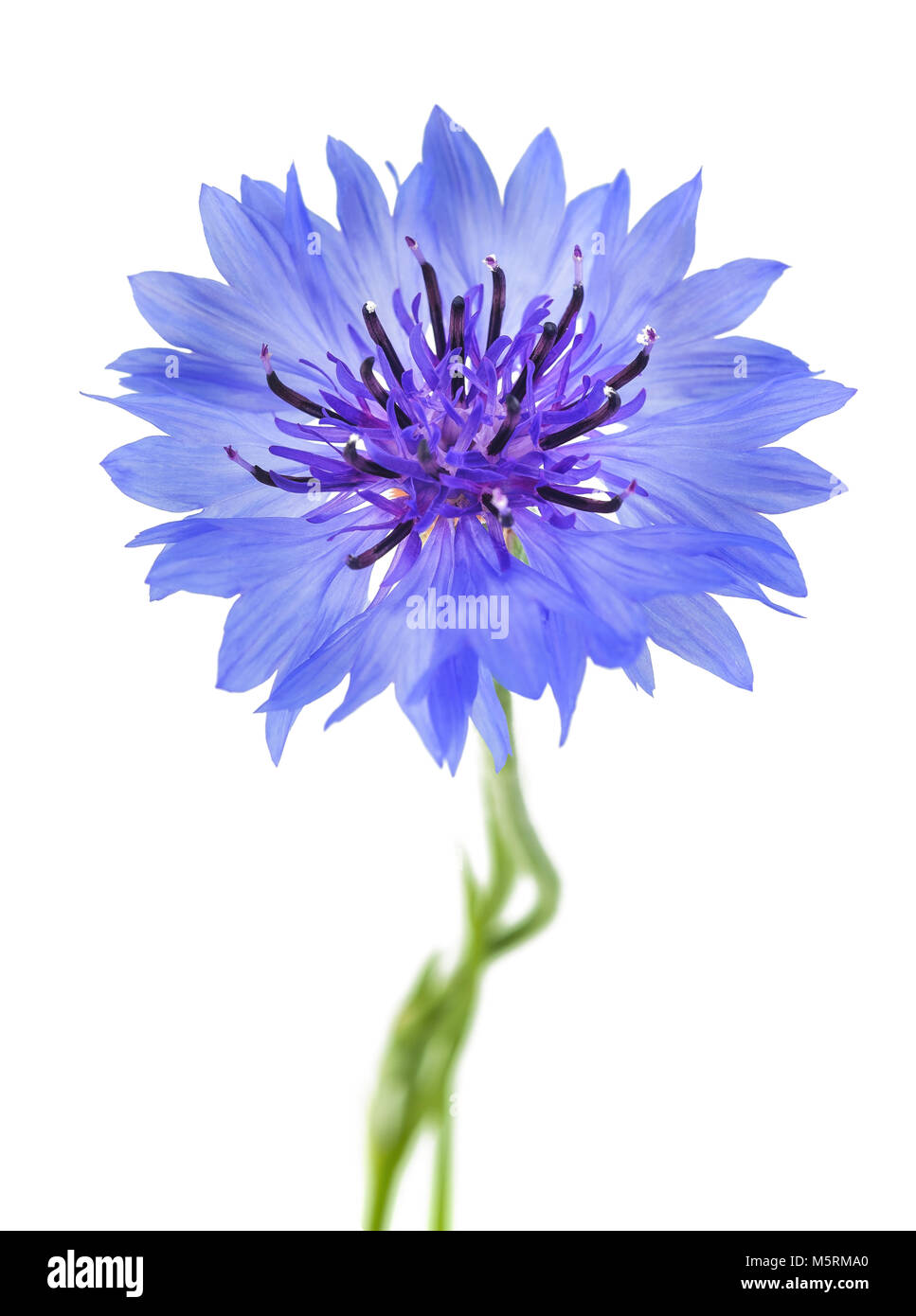 Blue cornflower (Cyanus segetum) isolated on white background Stock ...