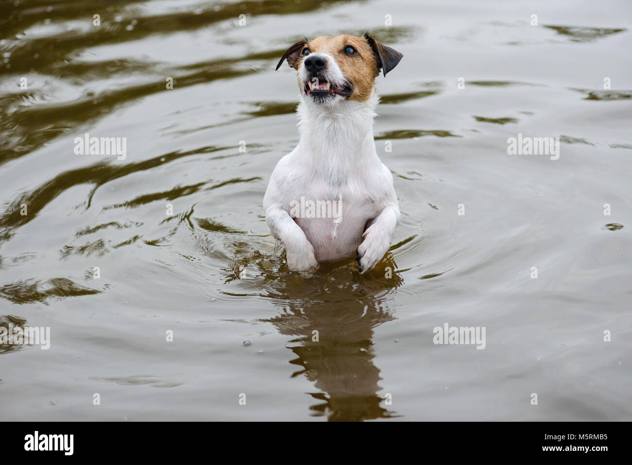 Pet river hi-res stock photography and images - Alamy