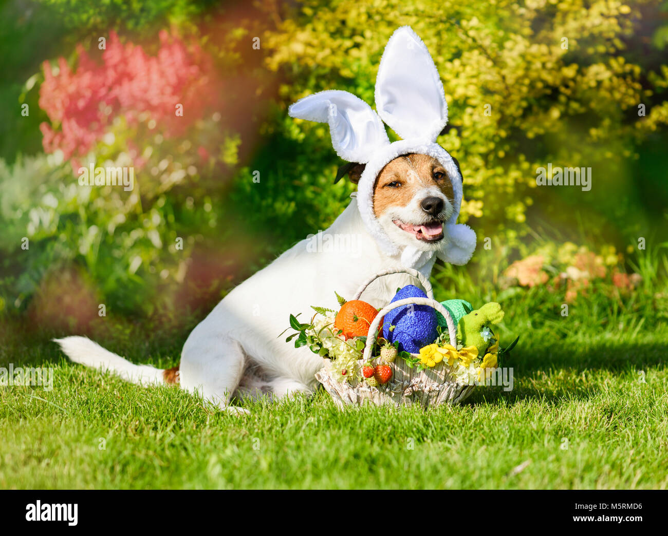 Dog easter bunny toy hi-res stock photography and images - Alamy
