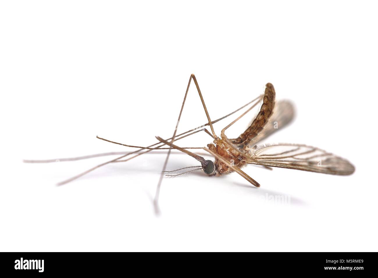 Mosquito dead on white surface Stock Photo - Alamy