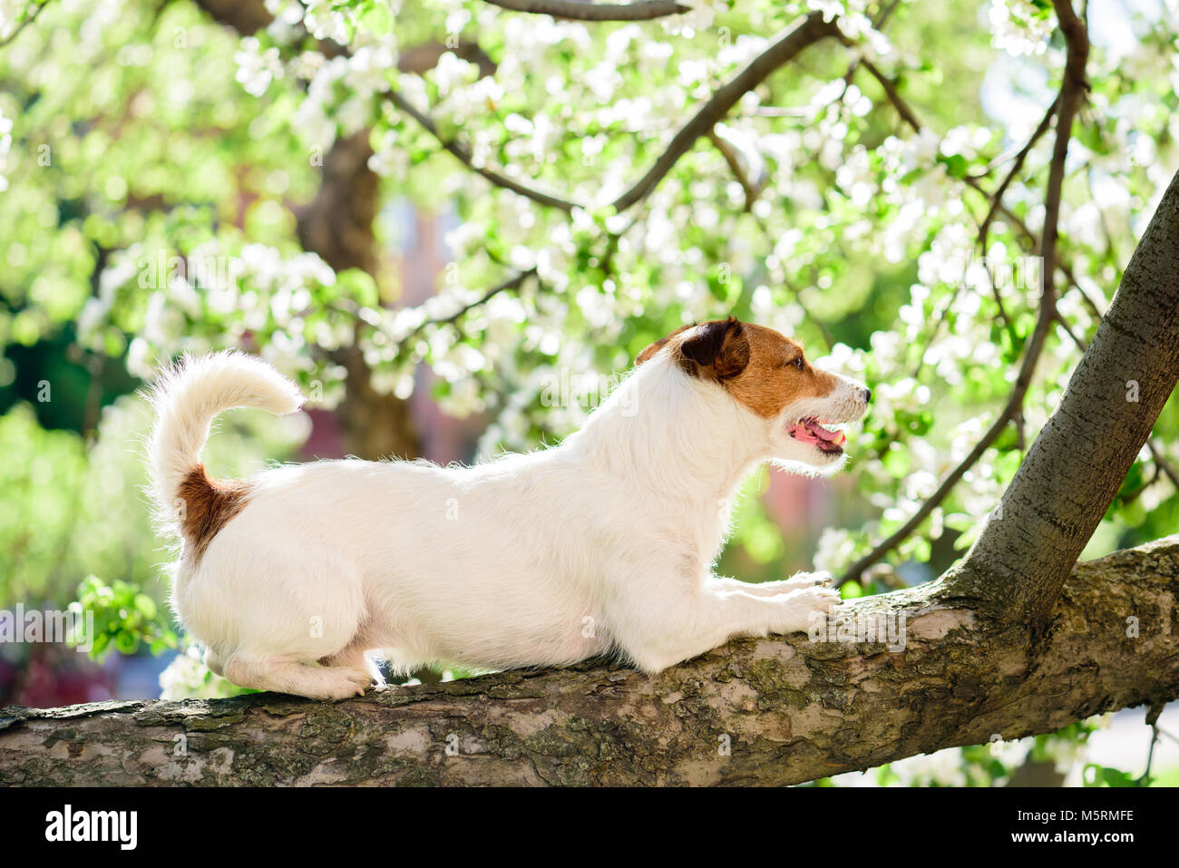 Dog on branch of spring tree with blossom flowers at background Stock ...