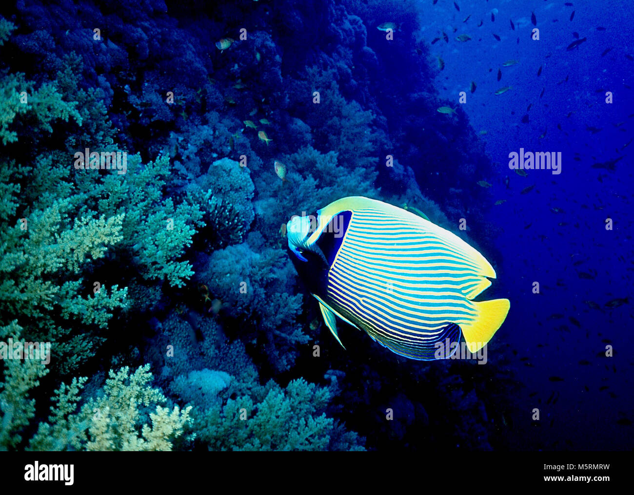 This picture shows an emperor angelfish (Pomacanthus imperator: 30 cms ...