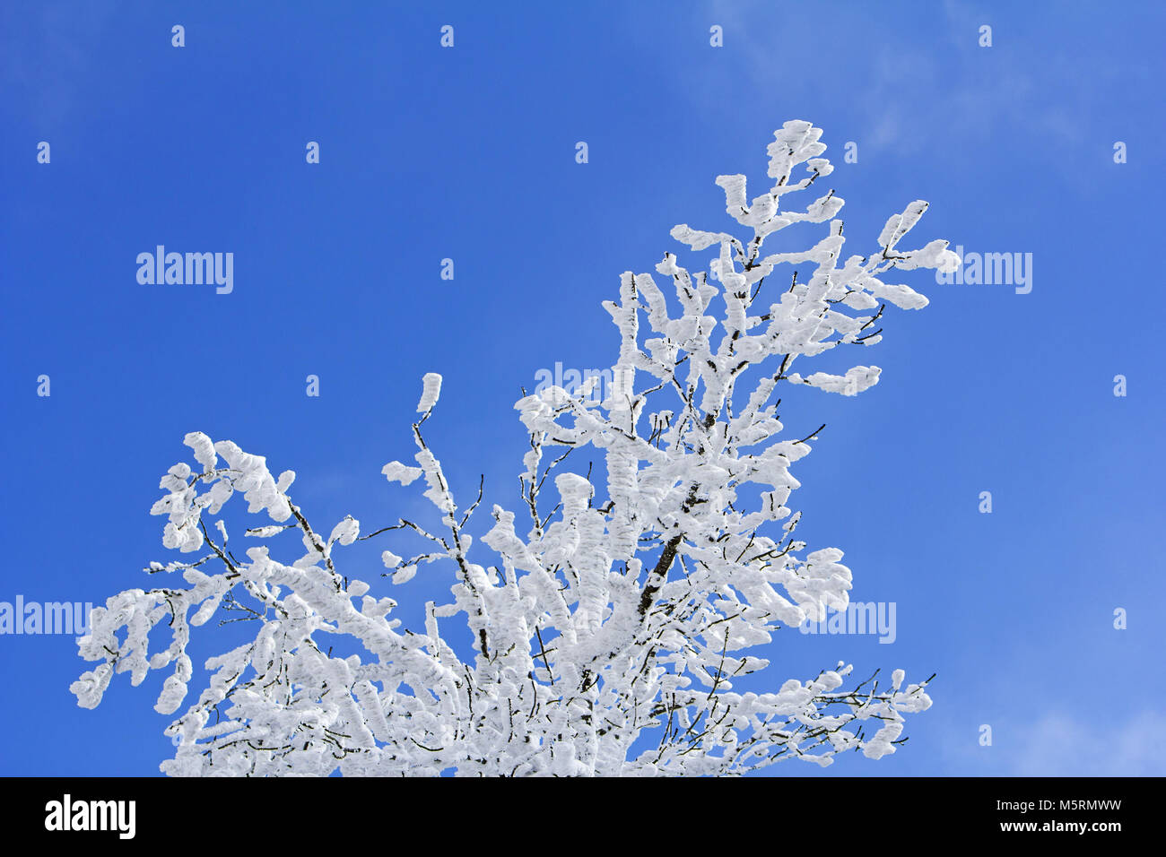 Trees with branches full of snow whit blue sky in background Stock ...