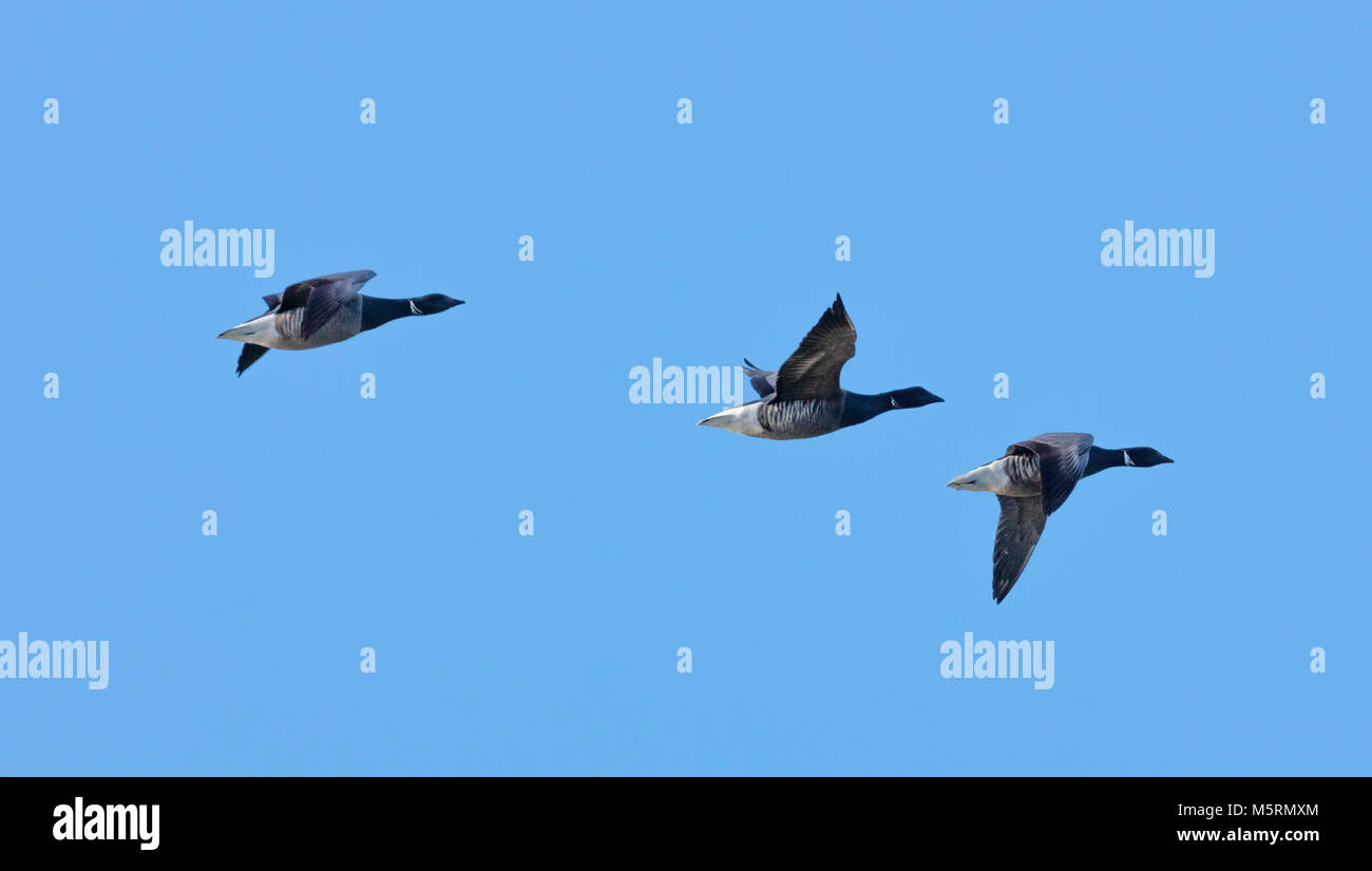 Three Brent Geese flying in formation Stock Photo - Alamy