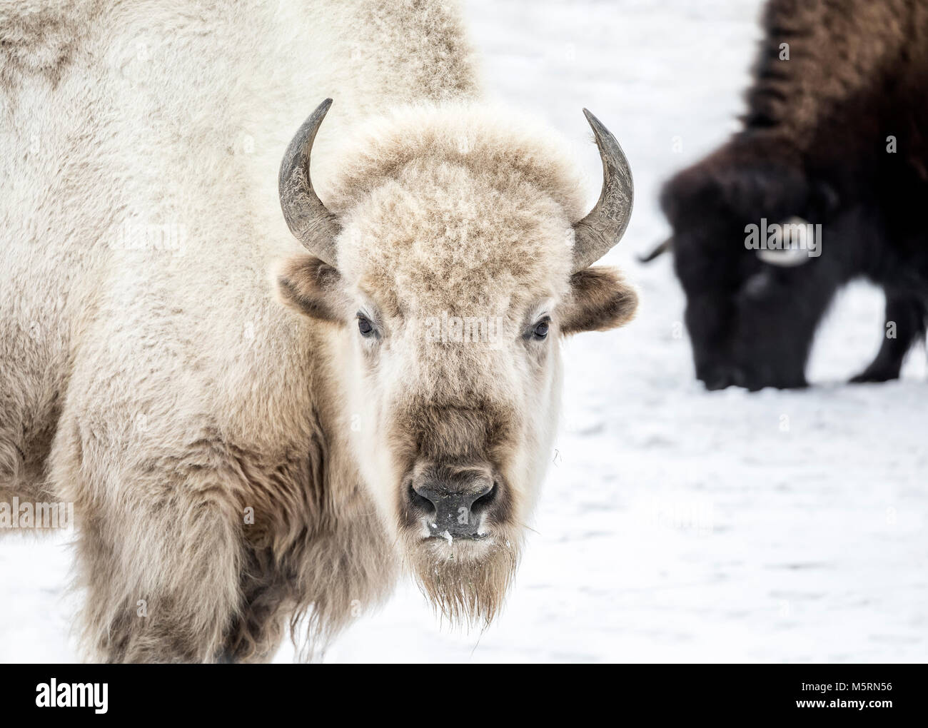 Sacred White Bison, Manitoba, Canada Stock Photo - Alamy