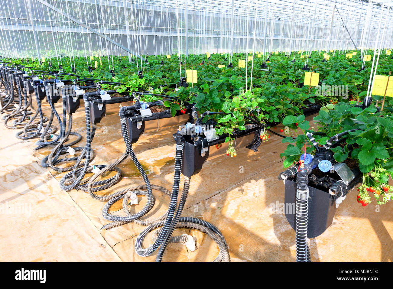 CHIANGMAI, THAILAND - February 12 : Smart agriculture technology trend ...