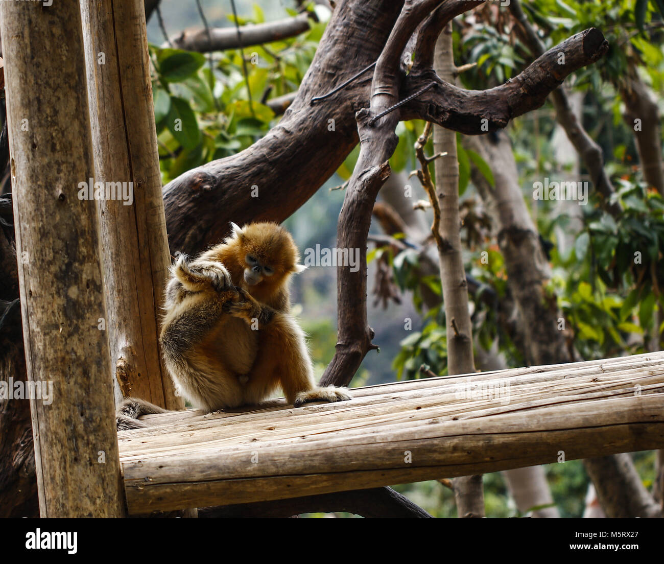 Guangzh, Guangzh, China. 24th Feb, 2018. Guangzhou, CHINA-24th February ...