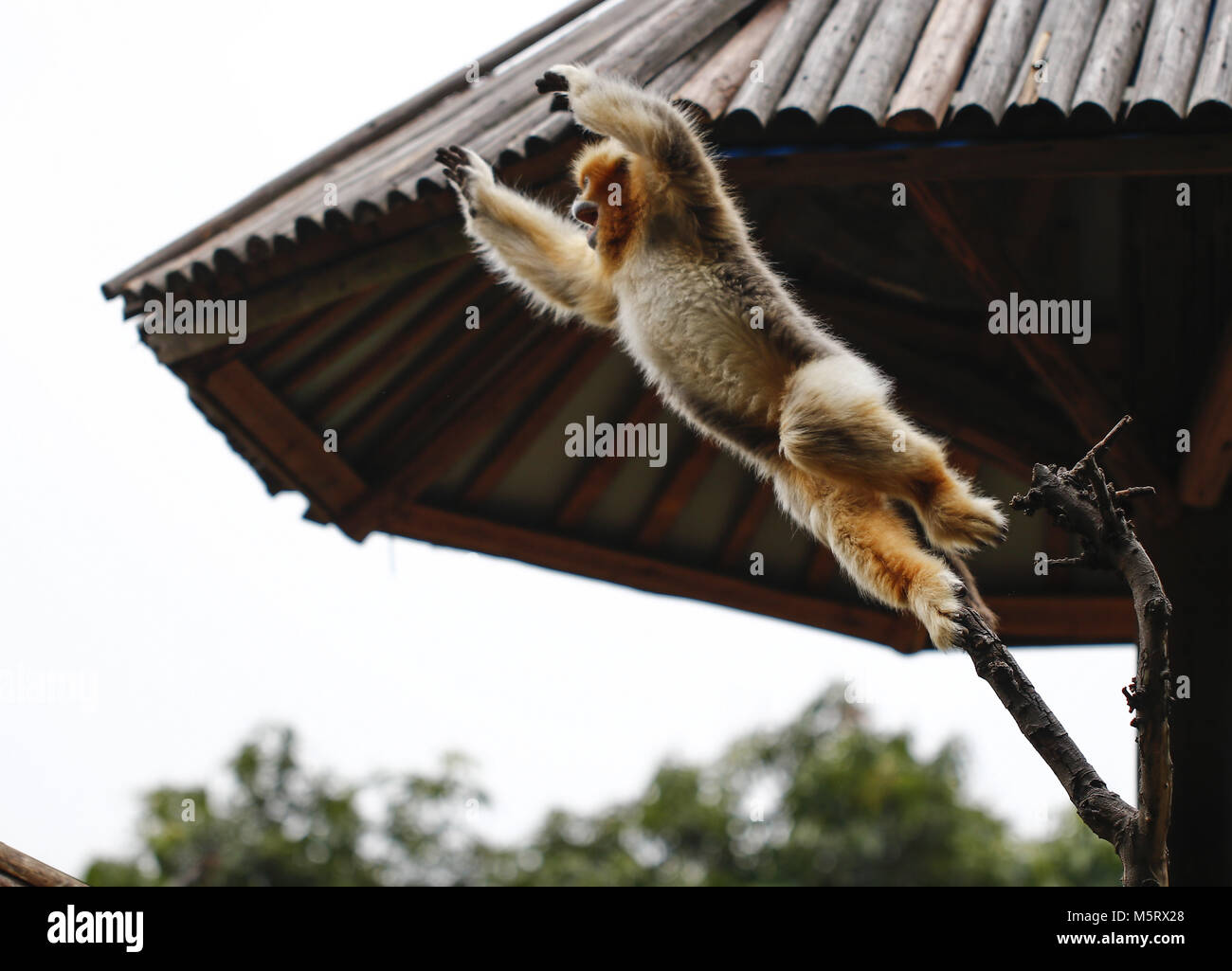 Guangzh, Guangzh, China. 24th Feb, 2018. Guangzhou, CHINA-24th February ...