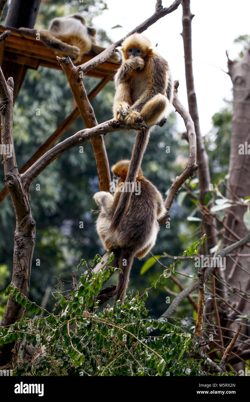 Chimelong safari park hi-res stock photography and images - Alamy