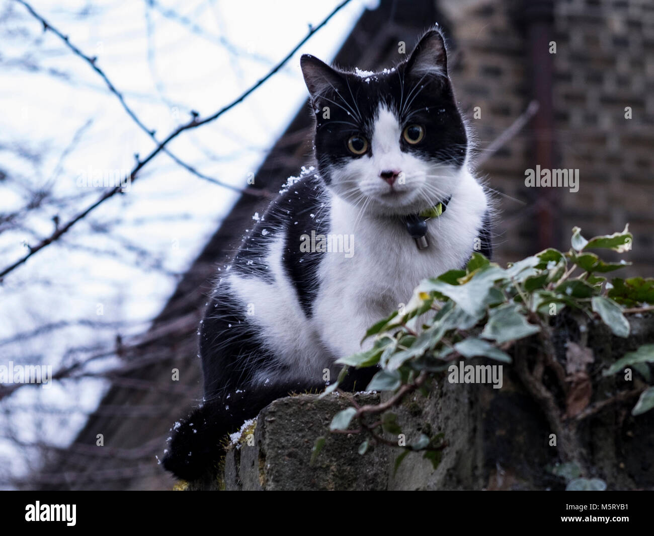 London, UK. 26th Feb, 2018. UK Weather. Roly the cat inspects the first ...