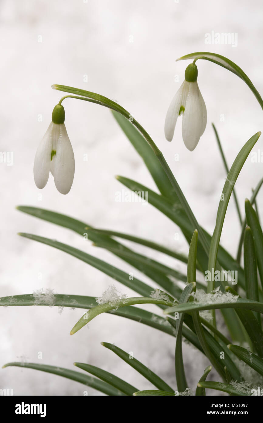 Galanthus winter uk hi-res stock photography and images - Alamy
