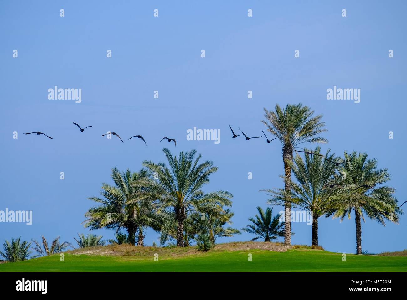 Saadiyat Island Abu Dhabi, UAE - 26th February, 2018: Egyptian Goose ...