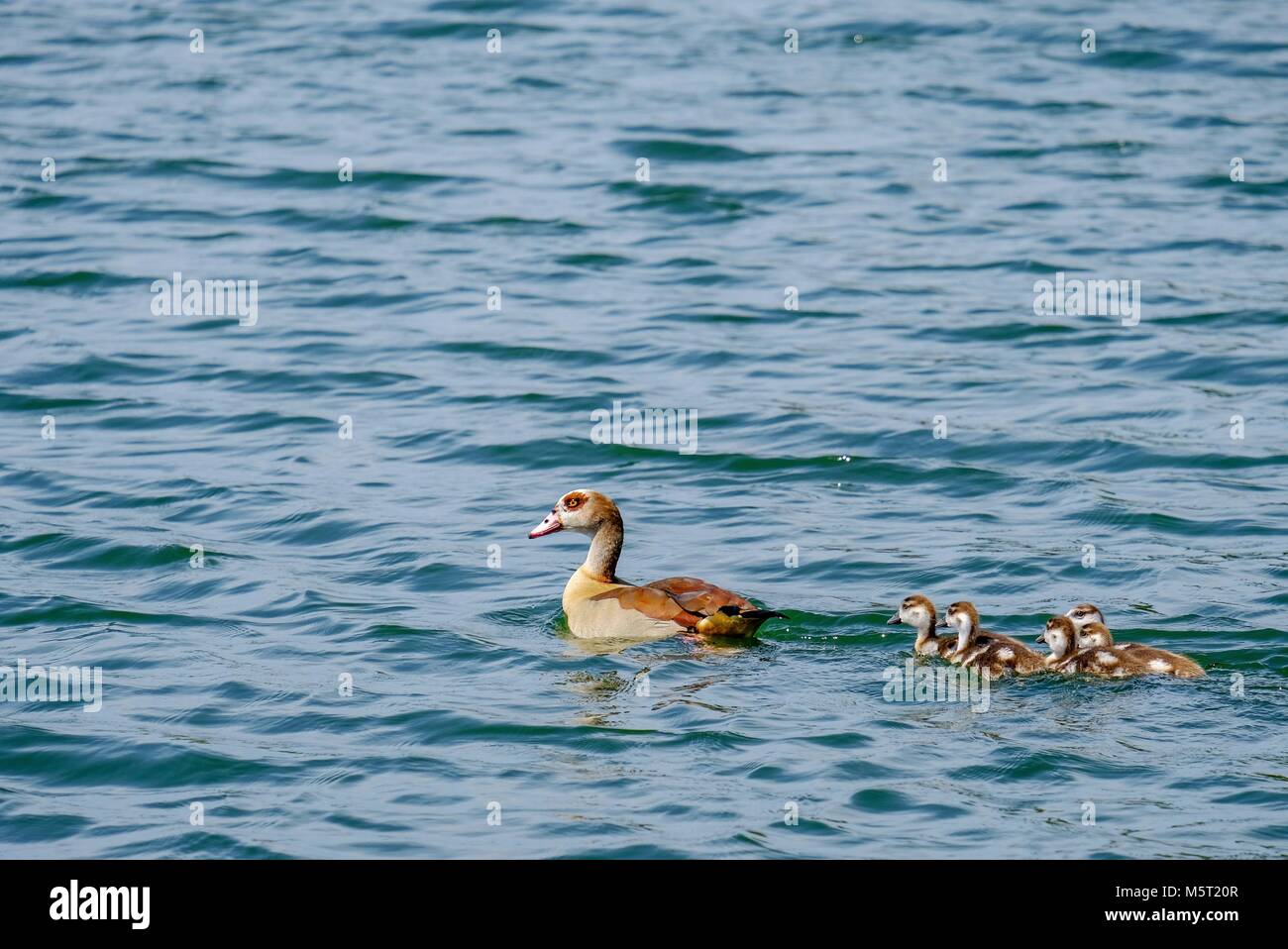 Saadiyat Island Abu Dhabi, UAE - 26th February, 2018: Egyptian Goose ...