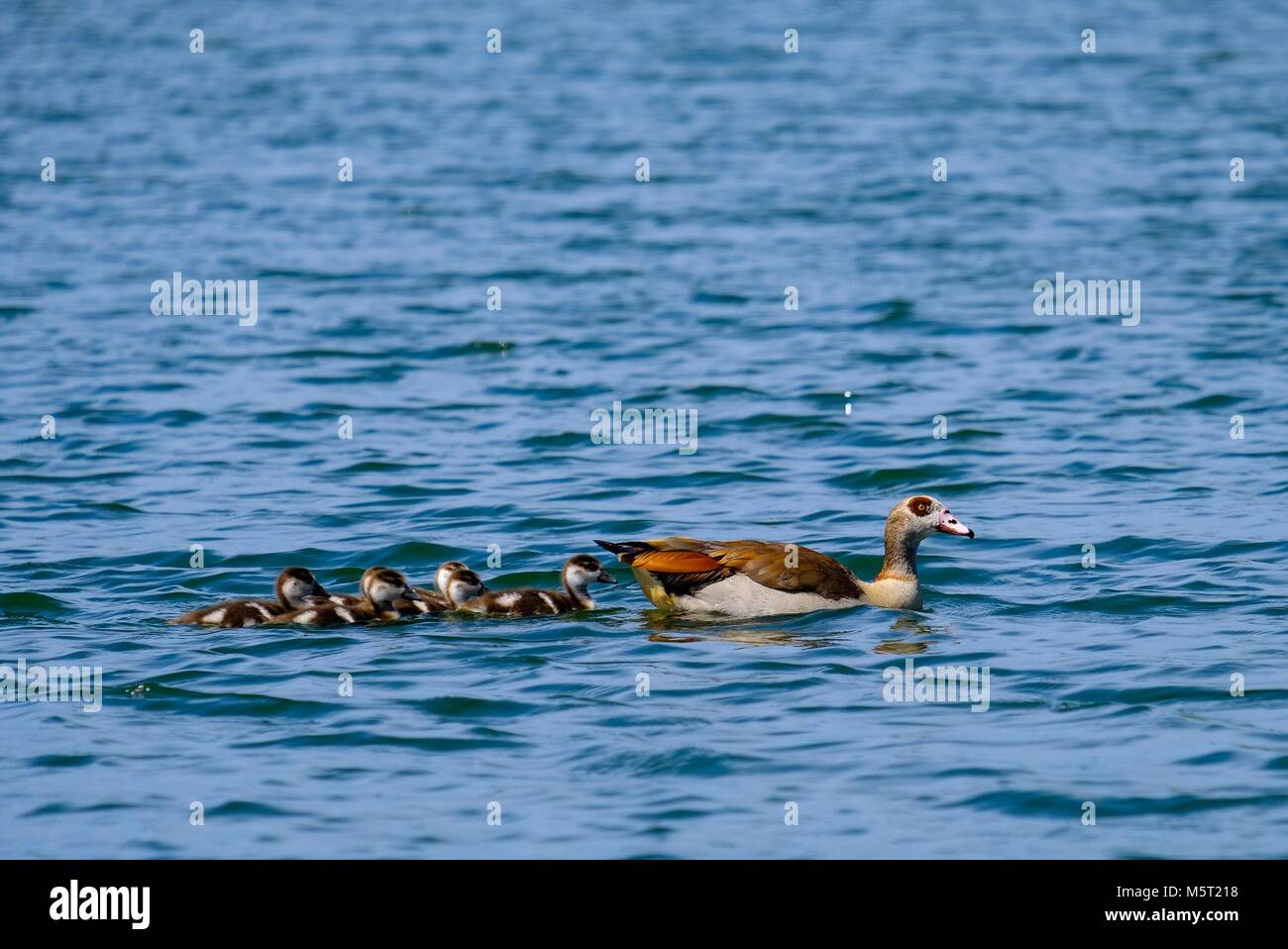 Saadiyat Island Abu Dhabi, UAE - 26th February, 2018: Egyptian Goose ...