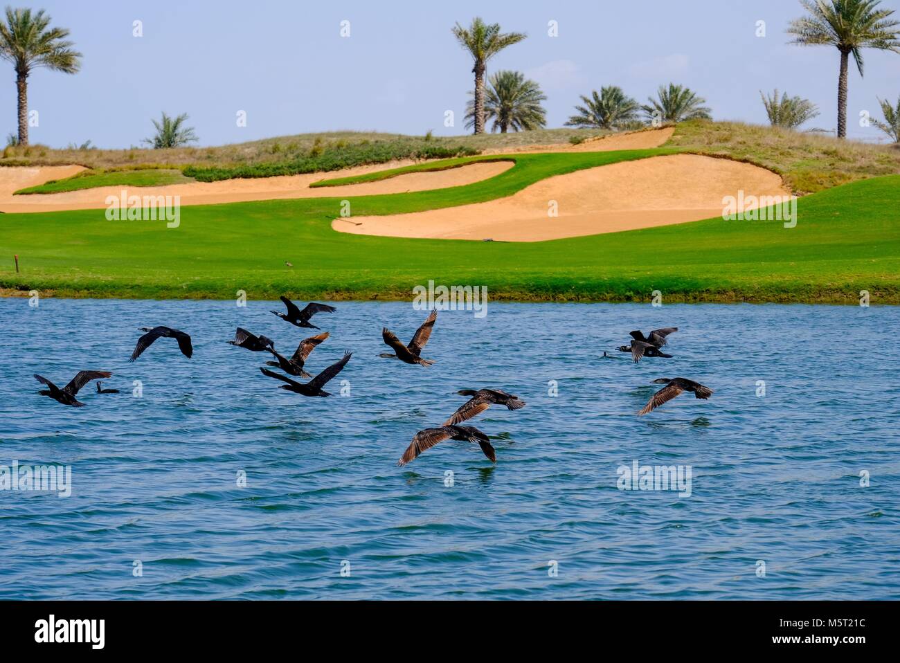 Saadiyat Island Abu Dhabi, UAE - 26th February, 2018: Egyptian Goose ...