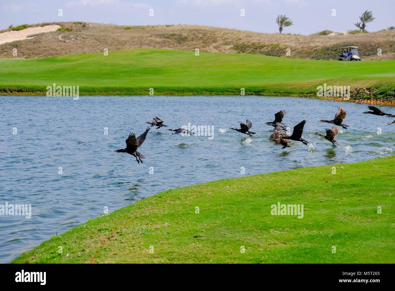 Saadiyat Island Abu Dhabi, UAE - 26th February, 2018: Egyptian Goose ...