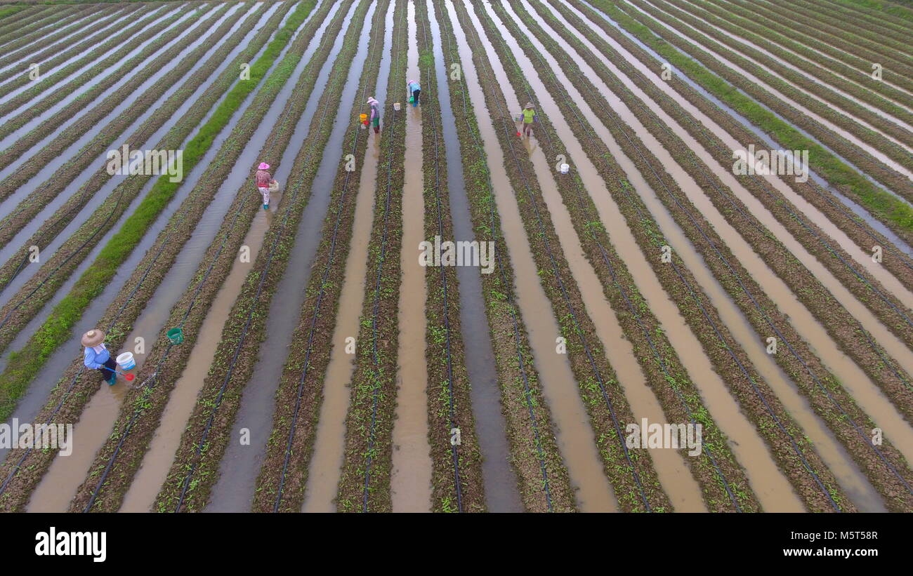 Villagers work in field in hi-res stock photography and images - Alamy