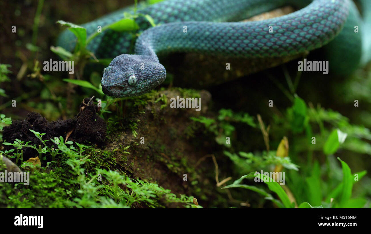 Blue pit viper hi-res stock photography and images - Alamy
