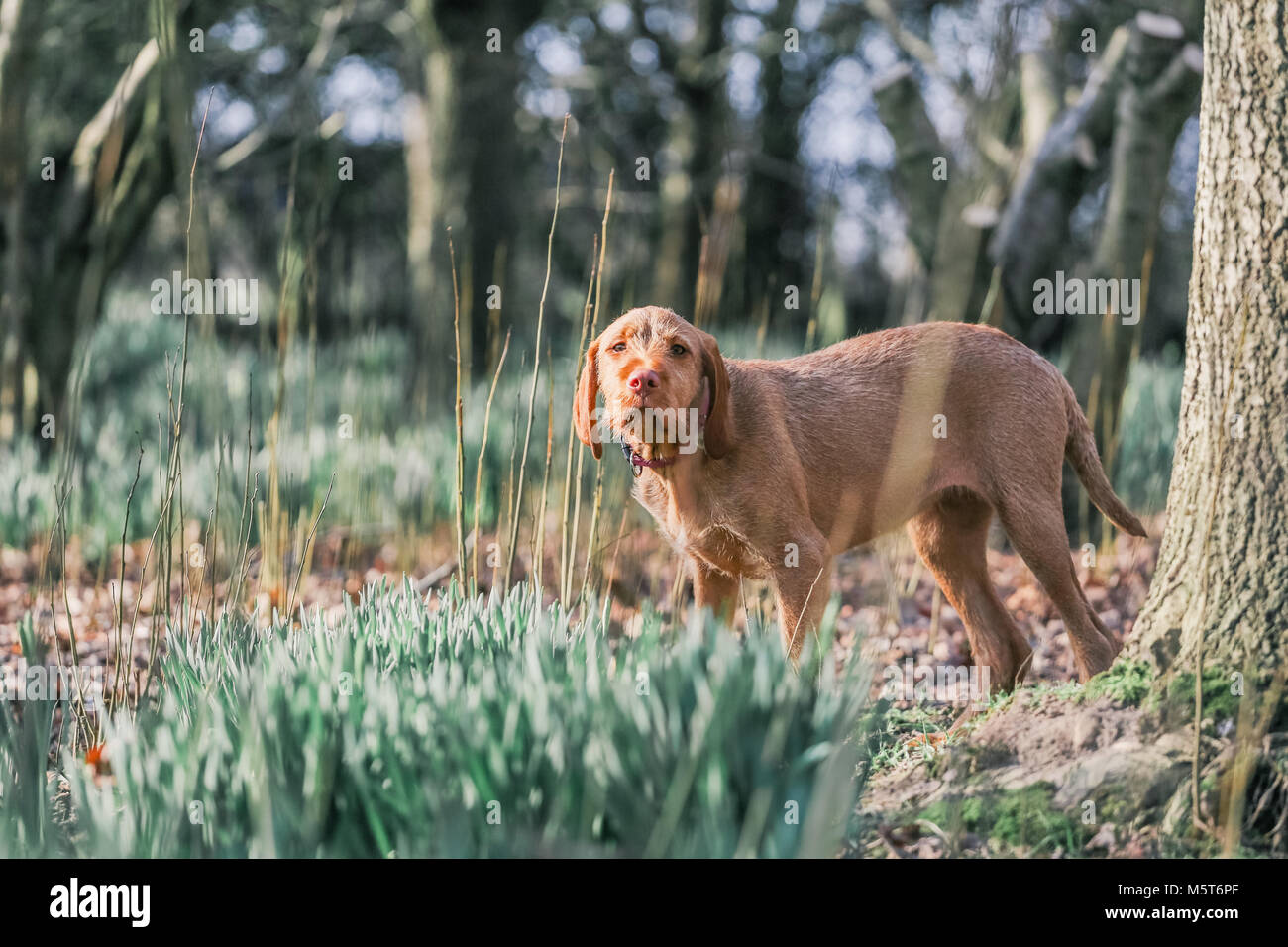 Hungarian vizsla on point hi-res stock photography and images - Alamy