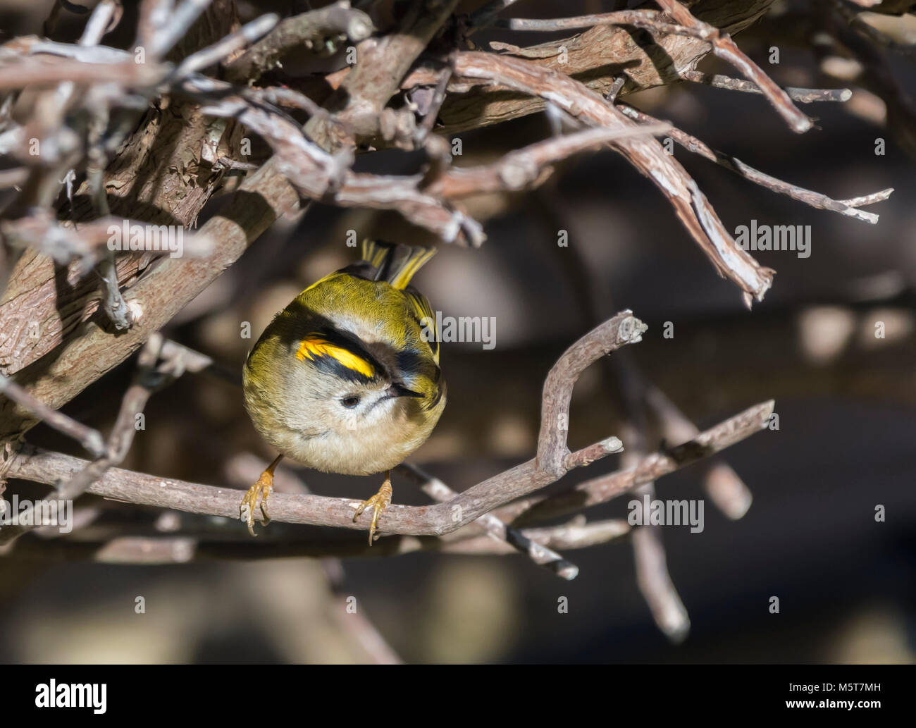 Adult Goldcrest bird (Regulus regulus) perching in a bush on a cold day ...