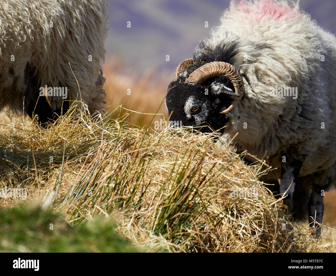 Sheep grazing on scottish hills hi-res stock photography and images - Alamy
