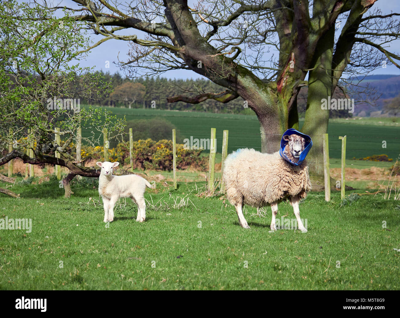 Sheep with their young lambs in a green field in springtime in the ...