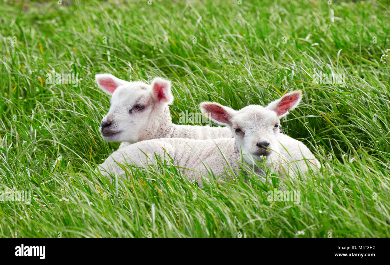 Sheep with their young lambs in a green field in springtime in the ...