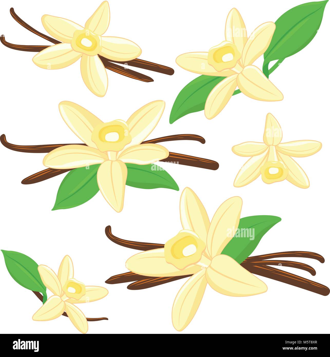 Vanilla flowers and sticks. Vector illustration Stock Vector Image ...
