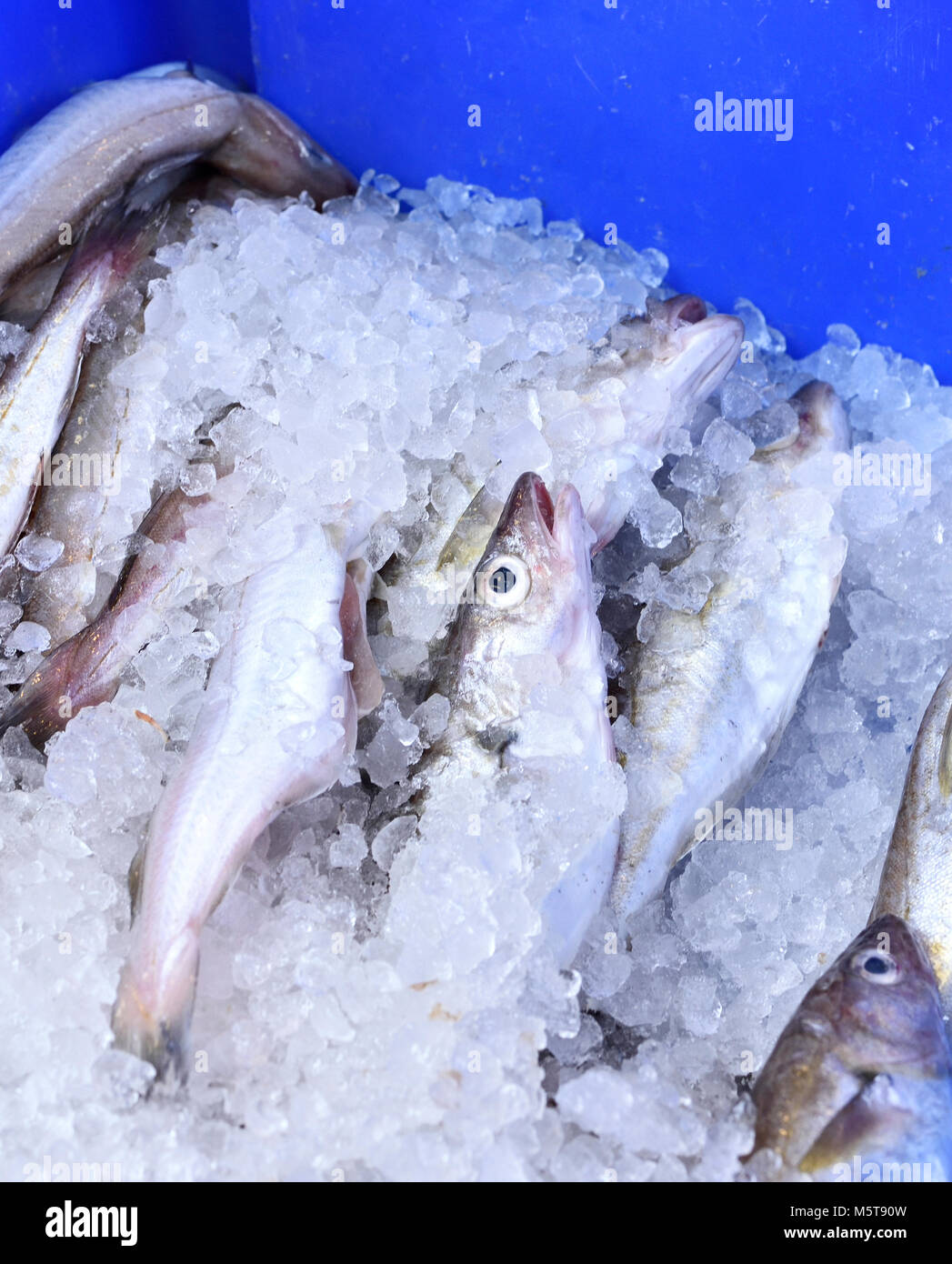 Fresh, raw hake or fresh fish on a market stall. Fish market with ice ...